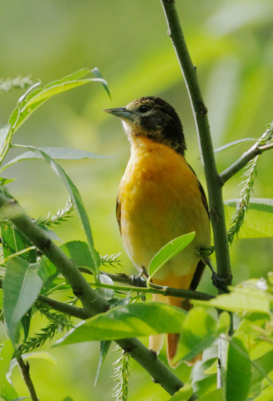 BaltimoreOriolep