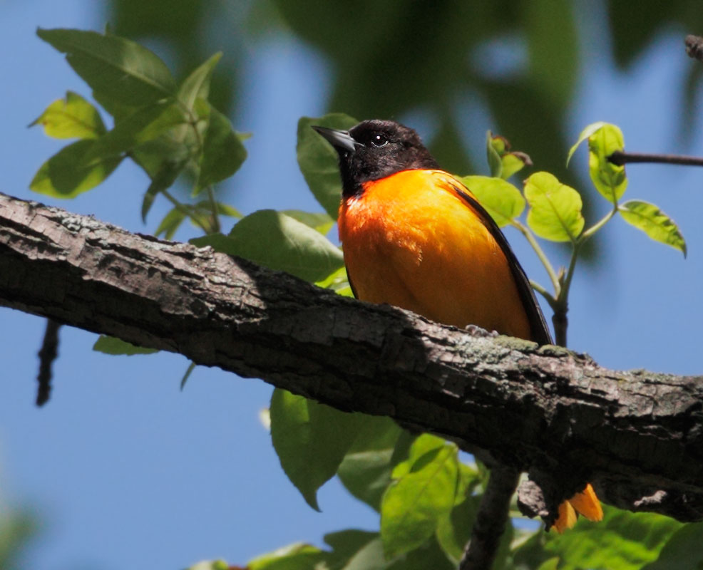 BaltimoreOriolep