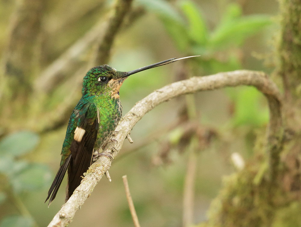 BuffwingedStarfrontletp