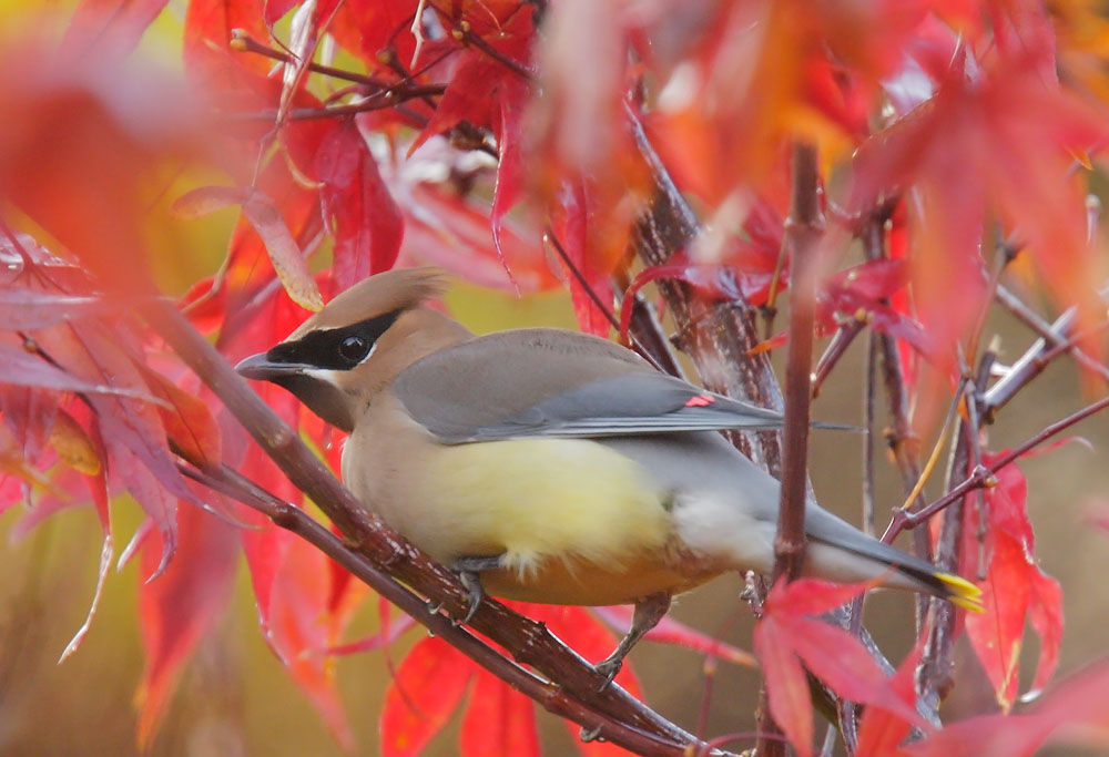 CedarWaxwingp