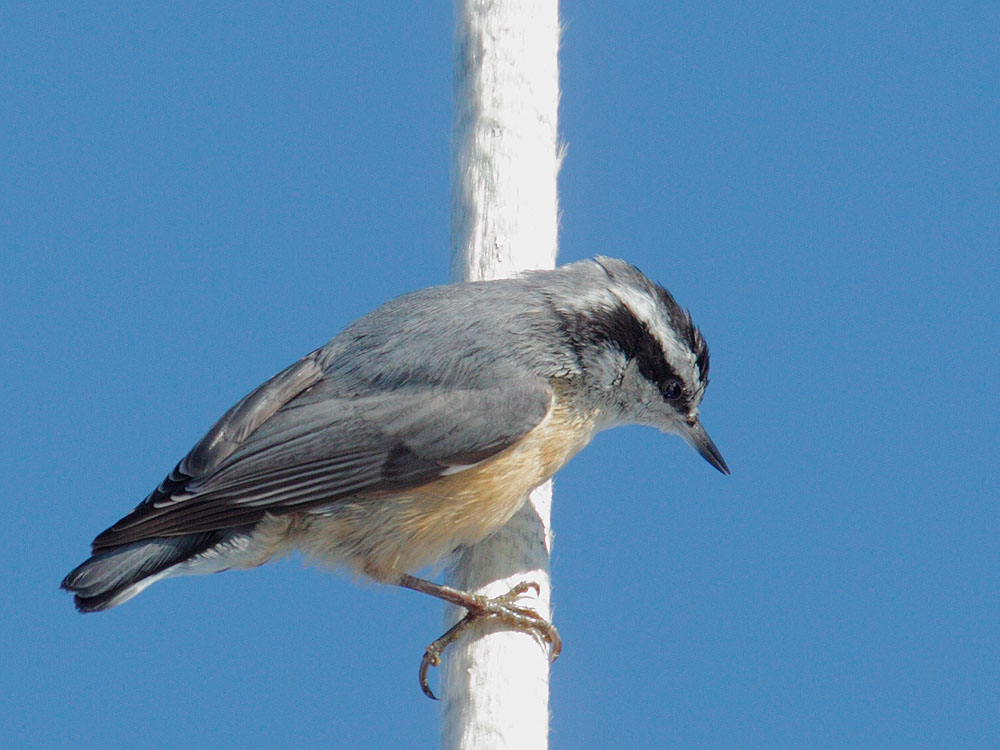 RedbreastedNuthatchp