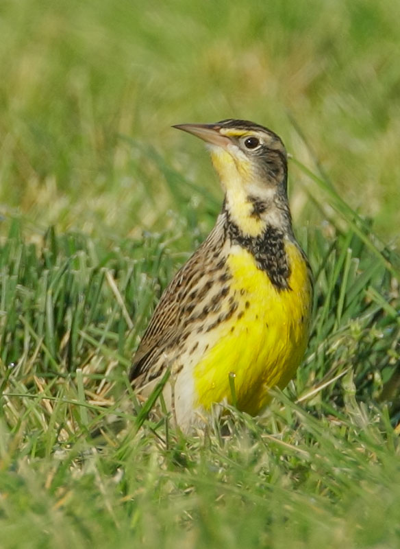 WesternMeadowlarkp